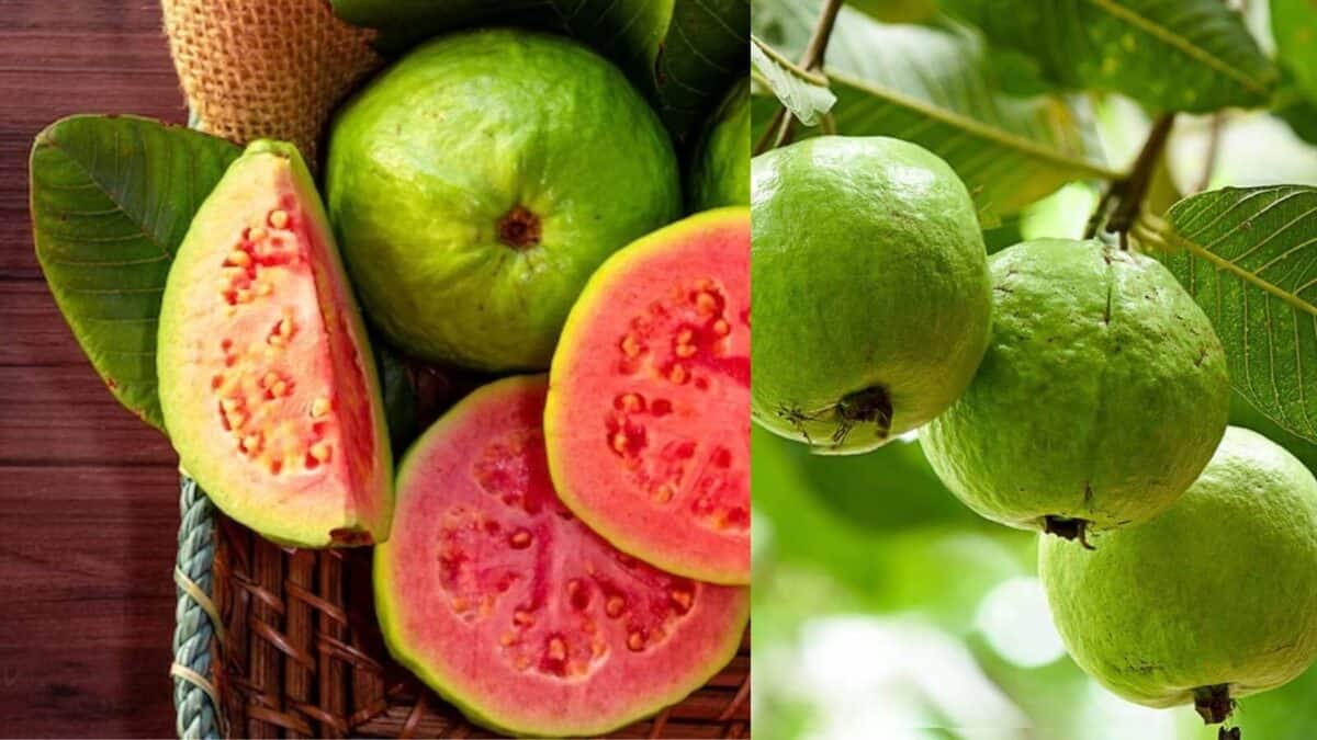 Guava with Salt & Chilli Powder: ডাঁসা পেয়ারা দেখলেই নুন-লঙ্কার গুঁড়ো ...