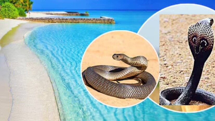 GK: India's Only Snakefree Region: ভারতের এই অংশে নেই একটাও সাপ...বলুন ...