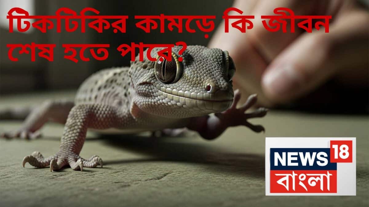 Lizard Bite: টিকটিকির কামড় কতটা বিপজ্জনক? সারা শরীরে ছড়িয়ে পড়ে বিষ ...
