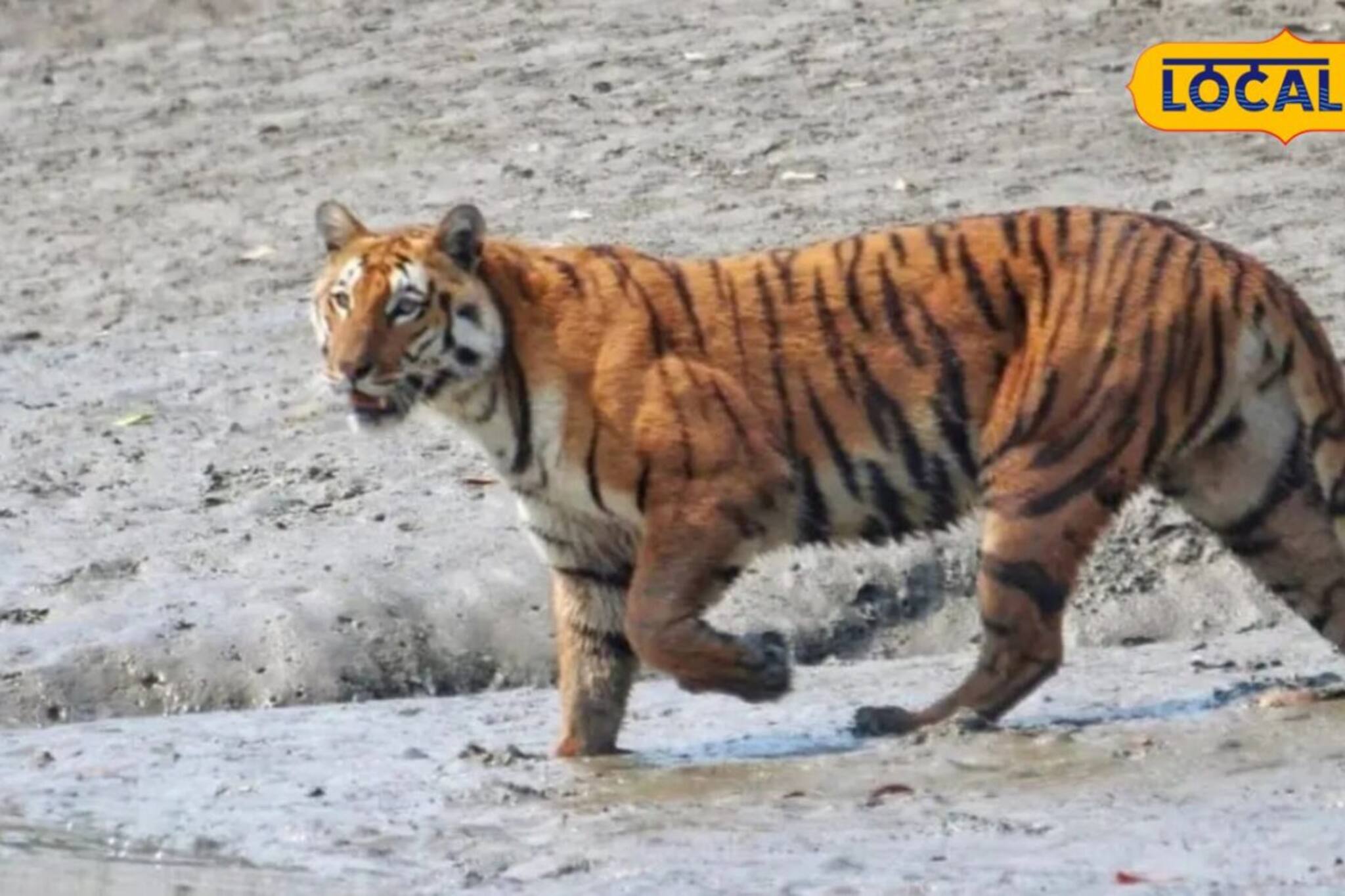 Royal Bengal Tiger News In Bangla: Royal Bengal Tiger Latest News ...