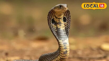 Snake Bite: বর্ষার শুরুতেই মেদিনীপুরে সাপের আতঙ্ক! বিষধর ছোবলে পরপর মৃত ...