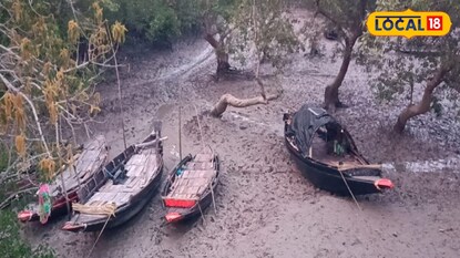 South 24 Parganas News: হঠাৎ 'জল্লাদের' মতো ঝাঁপিয়ে পড়ল দক্ষিণরায় ...
