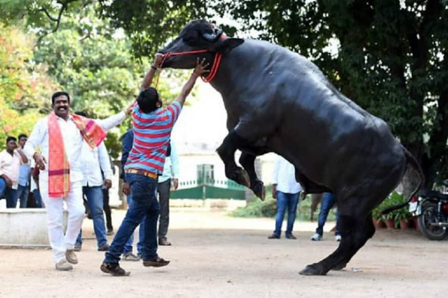 Click here to Know about world Expensive sultan buffalo– News18 Gujarati