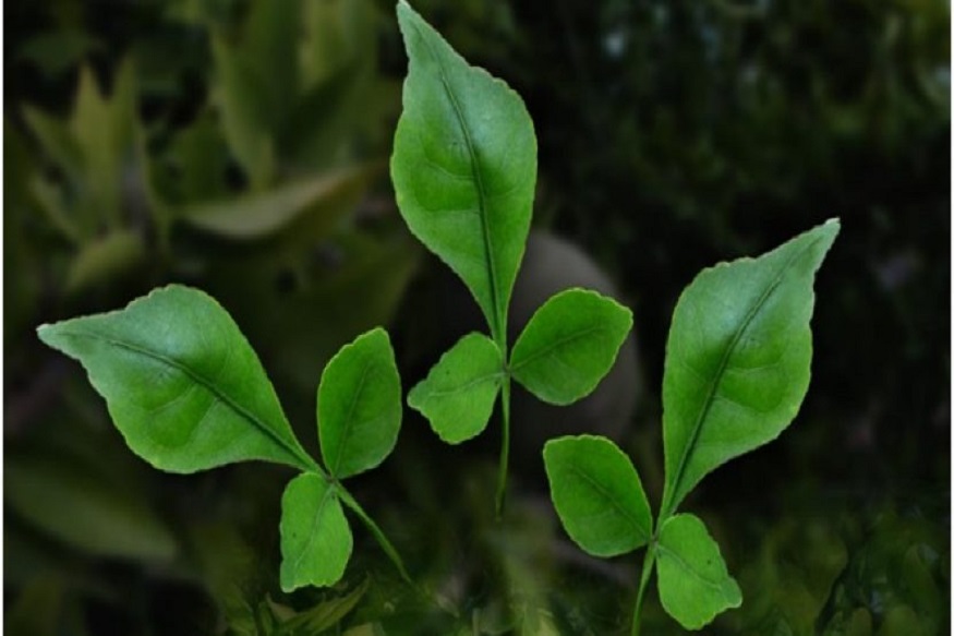 mahashivaratri-the-mythical-mantra-of-rituals-to-be-bilipatra-to-hold ...