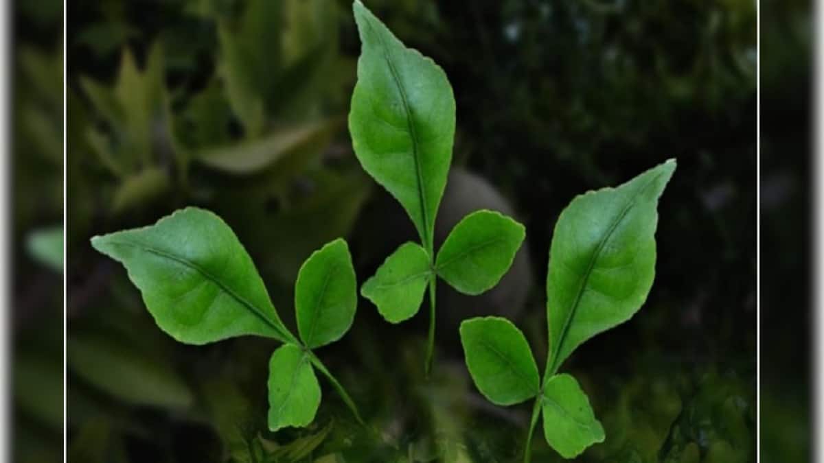 મહાશિવરાત્રી: બિલિપત્ર ચઢાવવાનો પૌરાણિક મંત્ર, મળશે 1 કરોડ કન્યાદાન ...