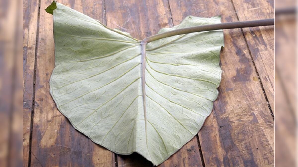 વરસાદી મોસમમાં બનાવો અળવીનાં પાનનાં ભજીયા, ફટાફટ જોઇલો રીત | લાઇફ ...