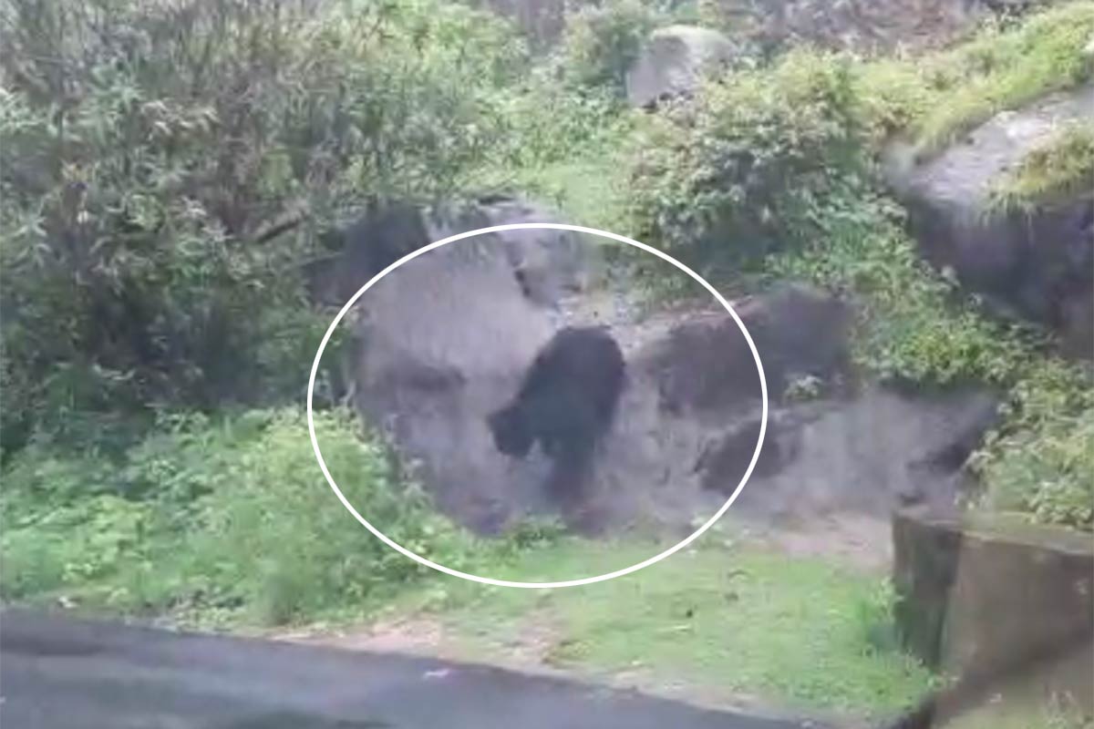 માઉન્ટ આબૂ : વરસાદનો આનંદ લેતા રીંછનો વીડિયો વાયરલ - News18 ગુજરાતી