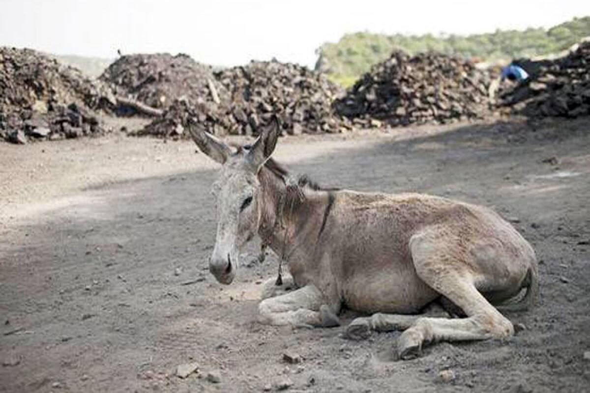 The First Dairy Of Female Donkey Milk Started In Haryana In The Country The First Dairy Of Female Donkey Milk Started In Haryana In The Country