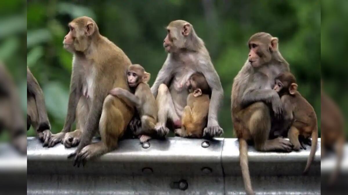 વિચિત્ર ઘટના! વૃદ્ધ મહિલાની ઝૂંપડીમાં ઘૂસી વાંદરાઓ સોનાના દાગીના સહિત ...