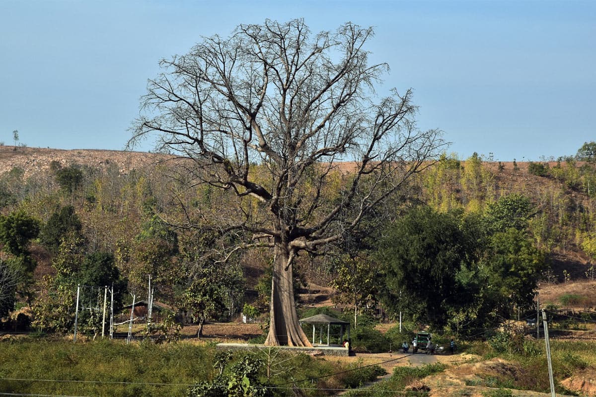 Limkheda Taluka Vadiya Village hase 125 year old silk cotton tree which ...