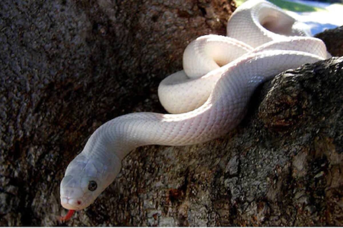 jaipur rare white snake seen in lake city wildlife kb– News18 Gujarati