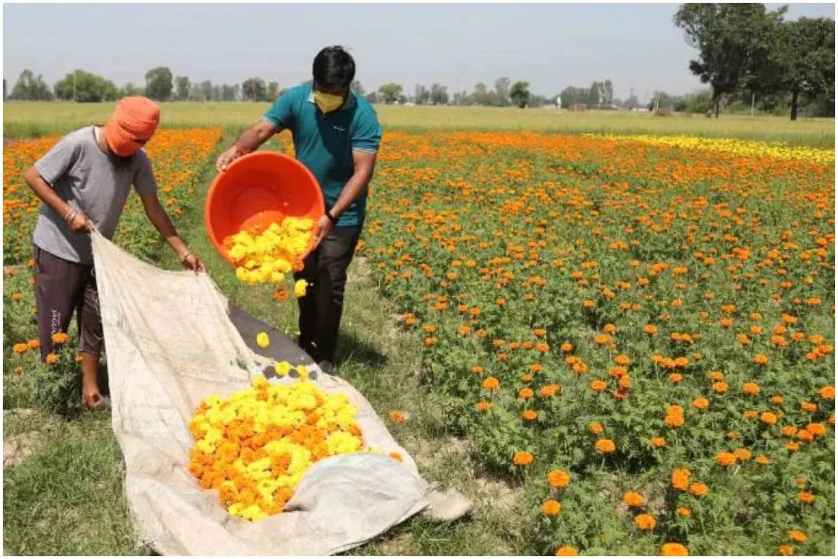 ગલગોટાના ફૂલની ખેતી કરો અને વર્ષે રૂ. 15 લાખની કમાણી કરો, જાણો તેની ...