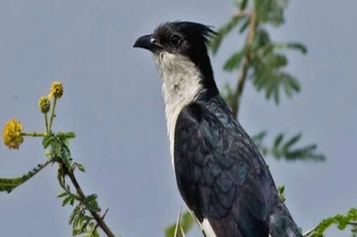 OMG! કયું પક્ષી પીવે છે માત્ર વરસાદનું જ પાણી? 99 ટકા લોકોને નહિ ખબર ...