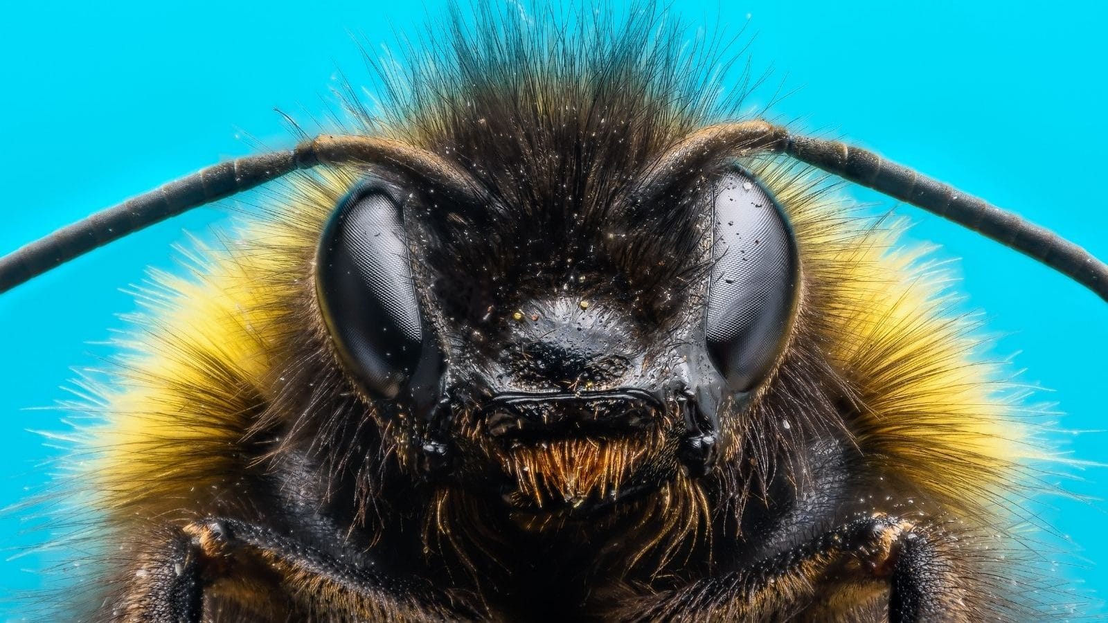 bumblebee can fly above mount everest know more about bumblebee ...