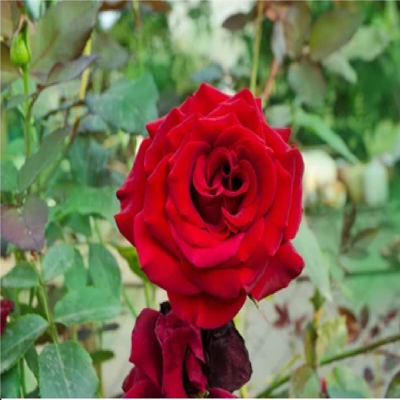 every flower used in puja has its own importance lord vishnu goddess ...