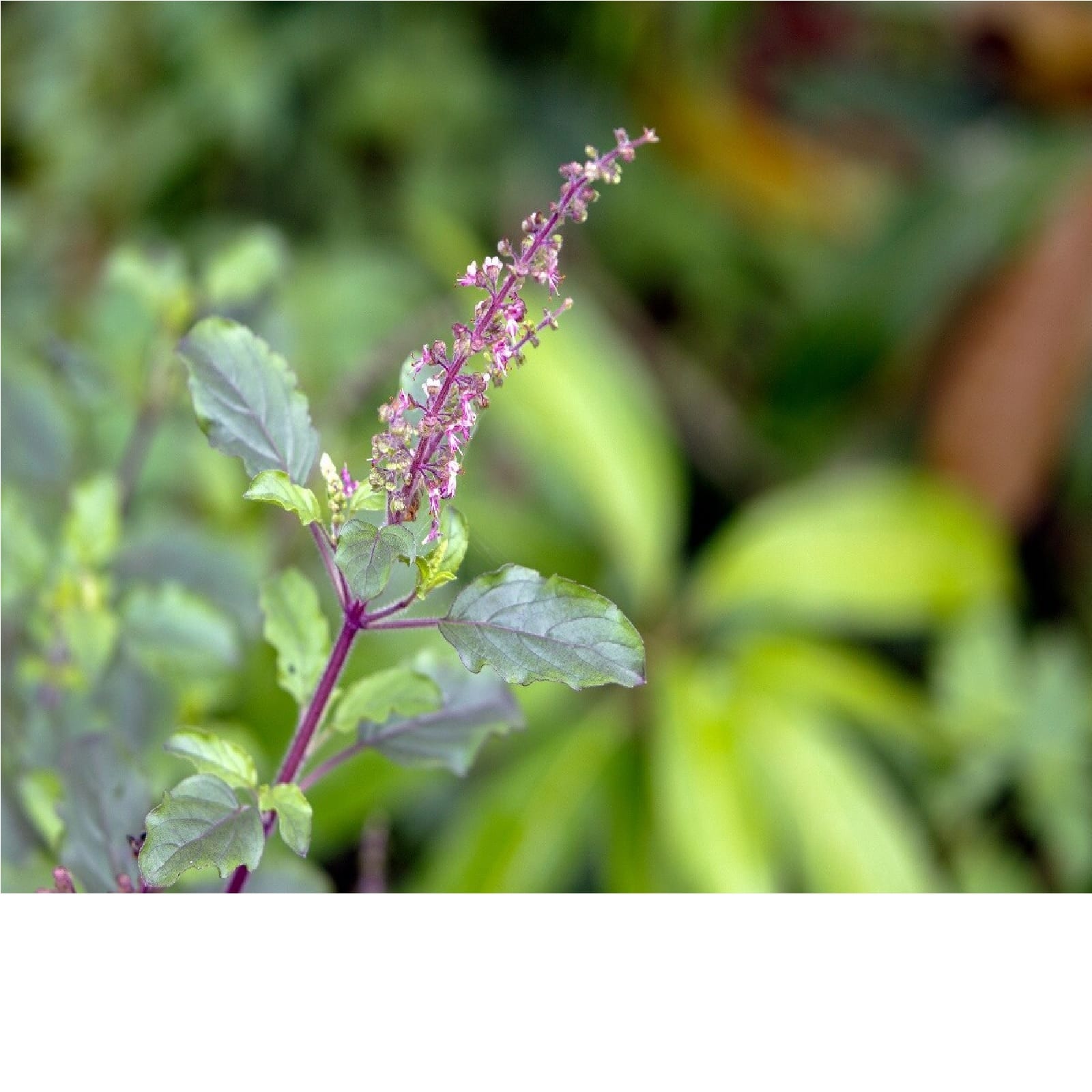 તુલસી પાસે આ 5 વસ્તુઓ મુકશો તો થઇ જશે કંગાળ – News18 ગુજરાતી