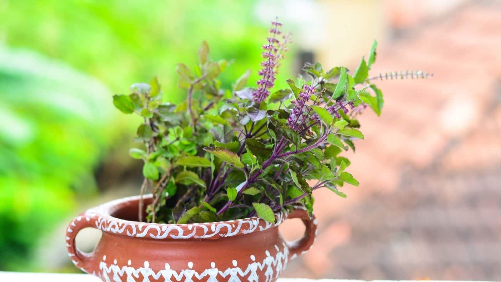 Tulsi Plant Symbol: તુલસીના કુંડા પર બનાવો આ ચિહ્નો, ખુલી જશે ભાગ્યના ...