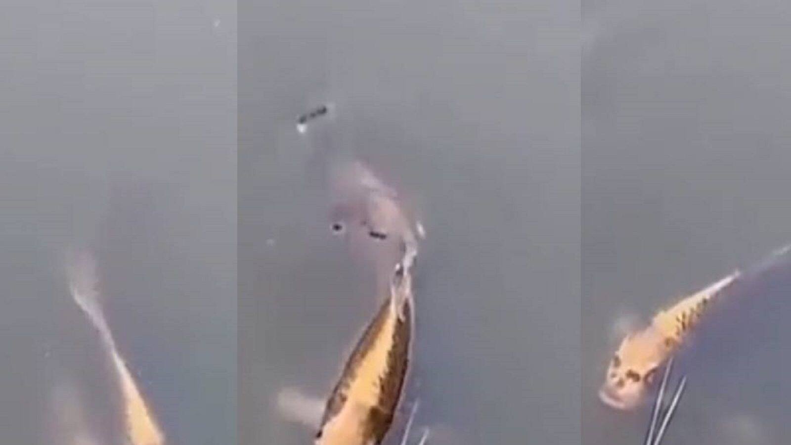 viral video of human faced fish name ghost koi fish - માનવ ચહેરાવાળી ...