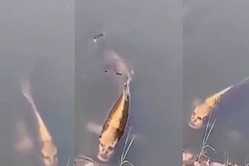 viral video of human faced fish name ghost koi fish - માનવ ચહેરાવાળી ...