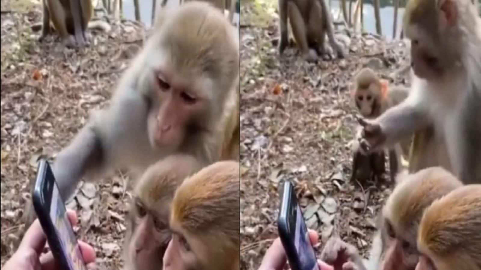 viral video showcased monkeys scrolling through social media like it’s ...