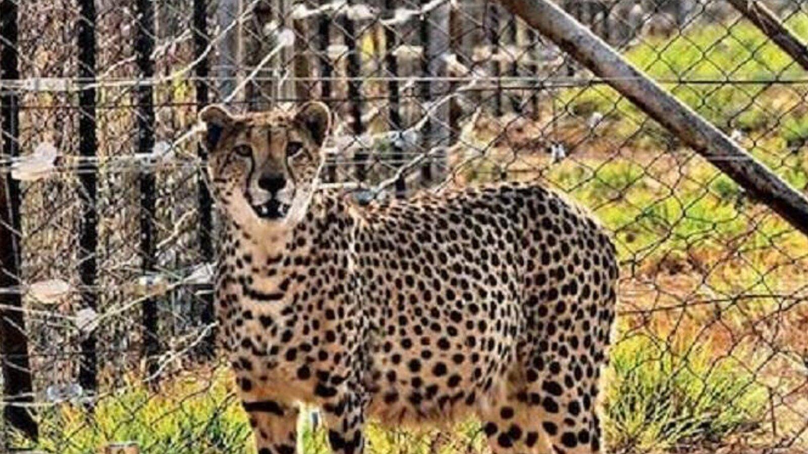 PM Modi gave one name to Leopard - 8 આફ્રિકન ચિતાઓમાંથી એકને પીએમએ નામ ...