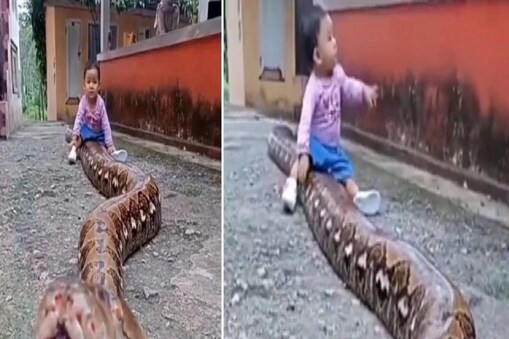 viral video girl child playing with giant python will shocked you ...
