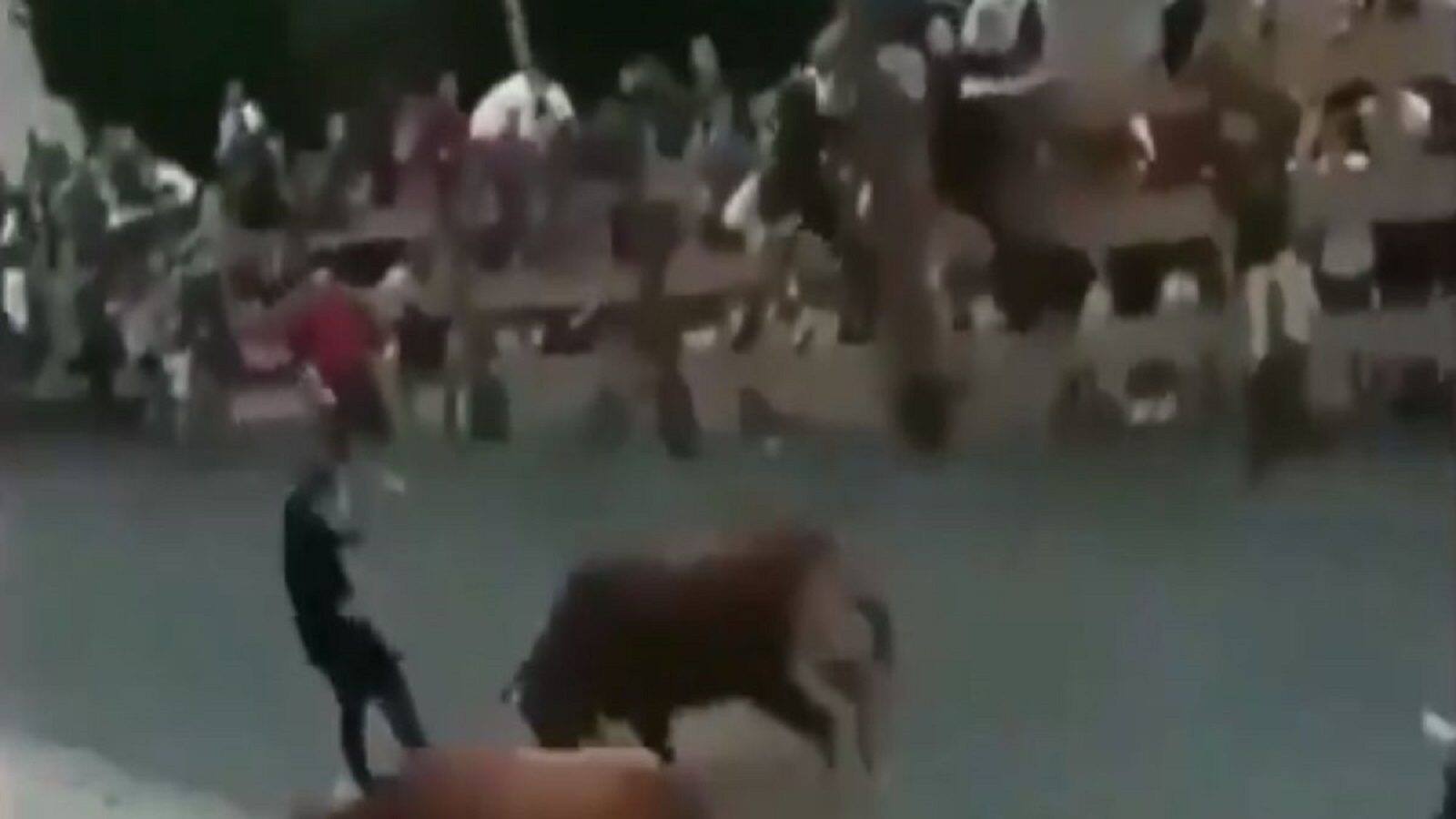 bulls attack man dodge many times bull fighting accident video viral ...