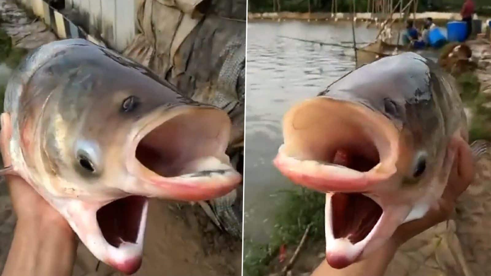 Twitter two faced fish Viral Video - ટ્વીટર પર બે મોં અને ચાર આંખવાળી ...