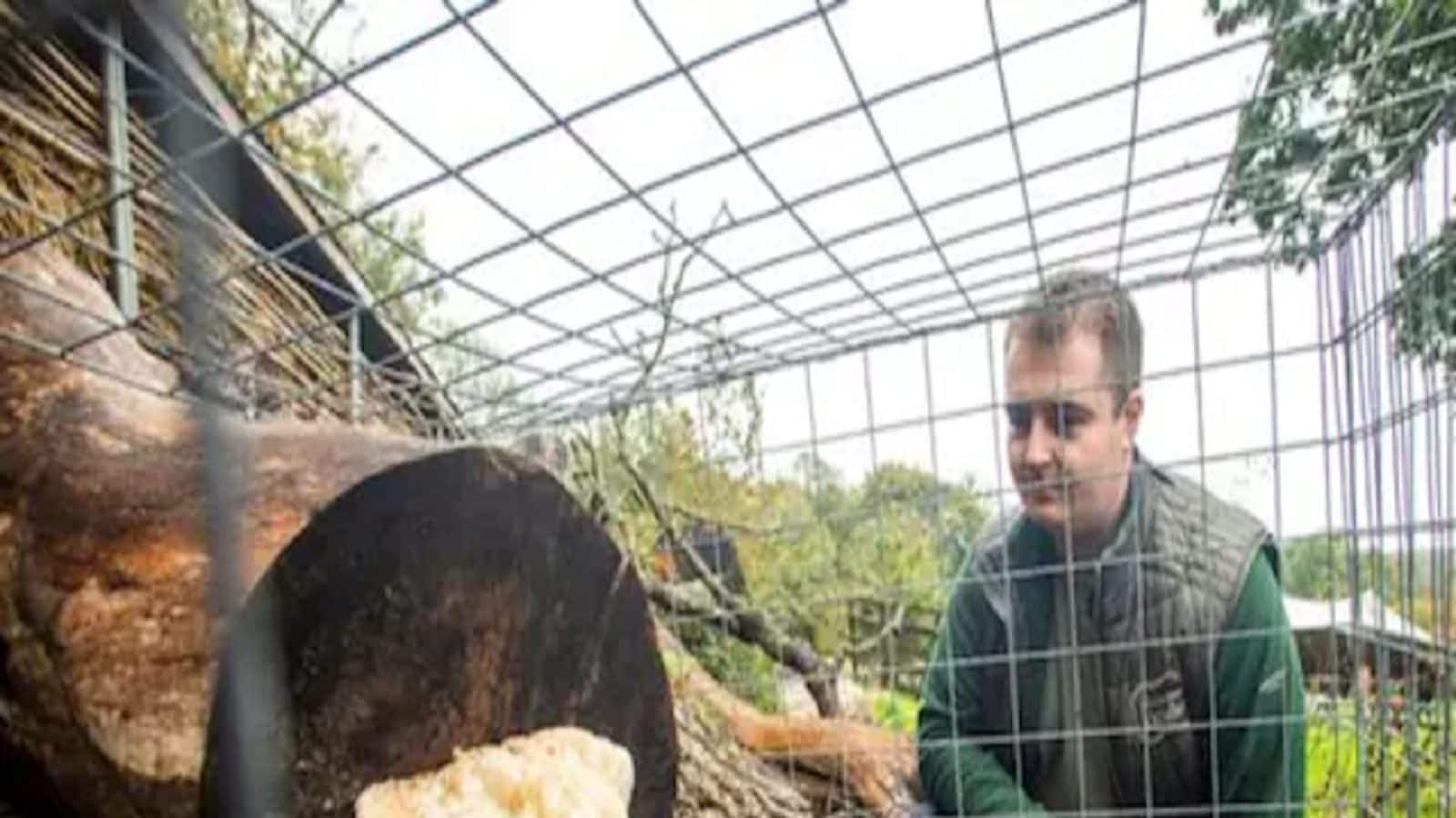 england bearded tooth mushroom dementia cure cancer - ઈંગ્લેન્ડ ...