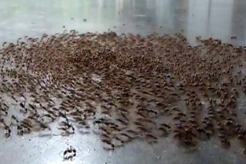 ants facts why ants create death spiral know army ants unknown facts ...