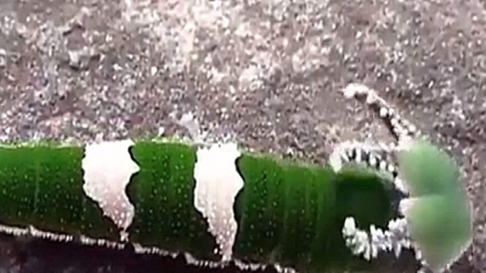 VIDEO: ડ્રેગન જેવું માથું ધરાવતું જંતુ જોઈને તમને થશે આશ્ચર્ય! લોકો ...