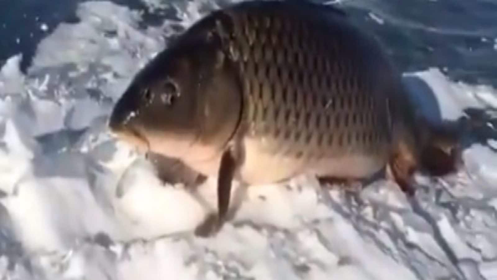 viral video of fish who standing with fins on ice - બરફ પર ફિન્સ લઈને ...