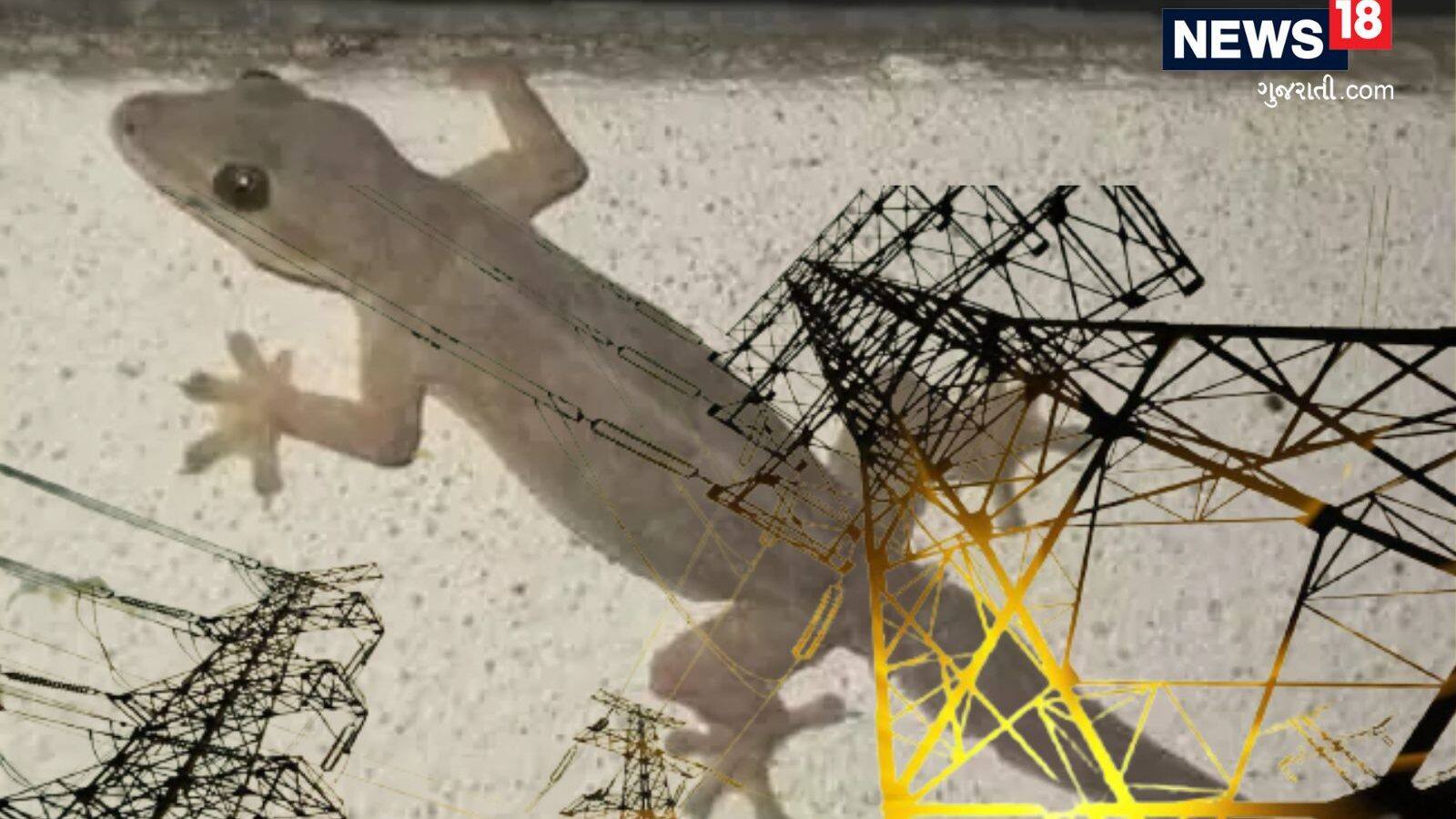 The lizard turned off the lights of thousands of homes - ગરોળીએ હજારો ...