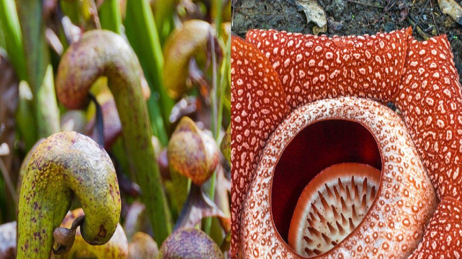 Top 5 most ugliest flowers: કેટલાક માનવ ખોપરી જેવા દેખાય છે તો કેટલાક ...