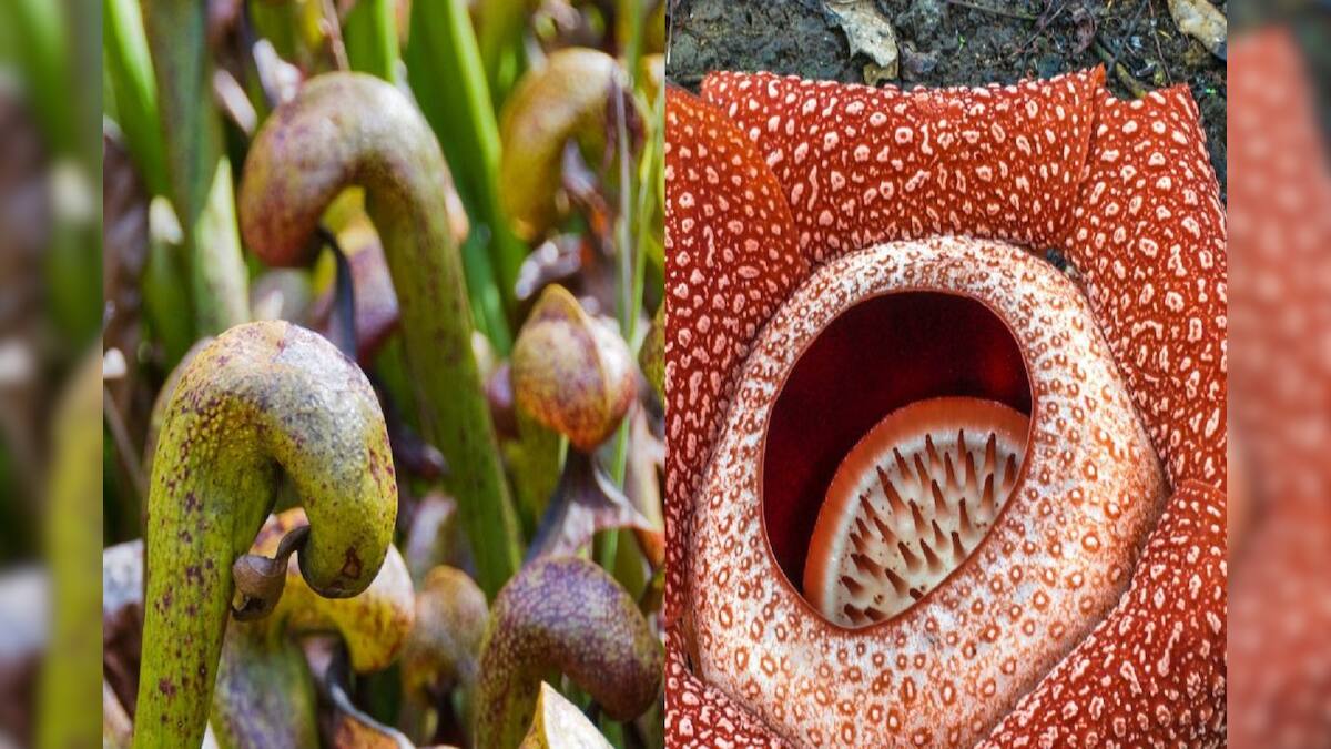Top 5 most ugliest flowers: કેટલાક માનવ ખોપરી જેવા દેખાય છે તો કેટલાક ...