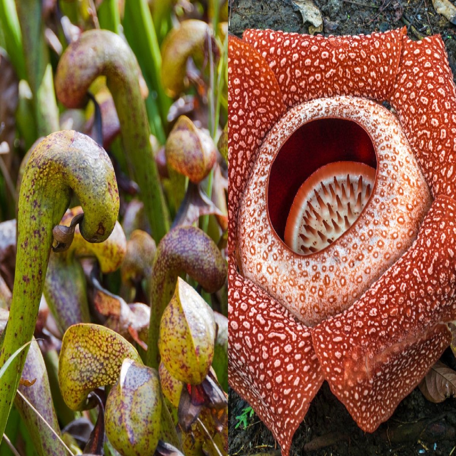 worlds most ugliest flowers which are so ugly that you don't even like ...