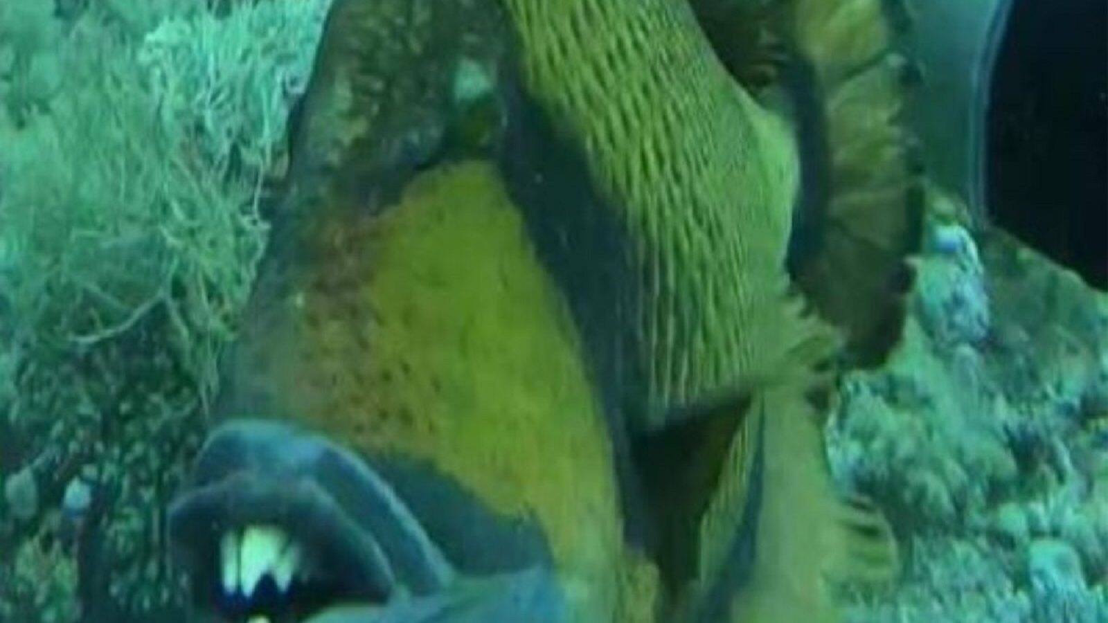 fish teeth like humans attack man while diving in egypt triggerfish ...