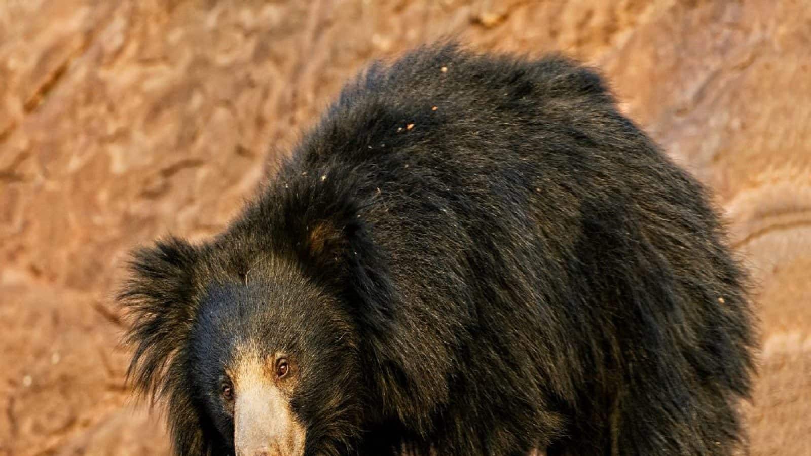 sloth bear is India's 'most dangerous animal'! Nature is very ...
