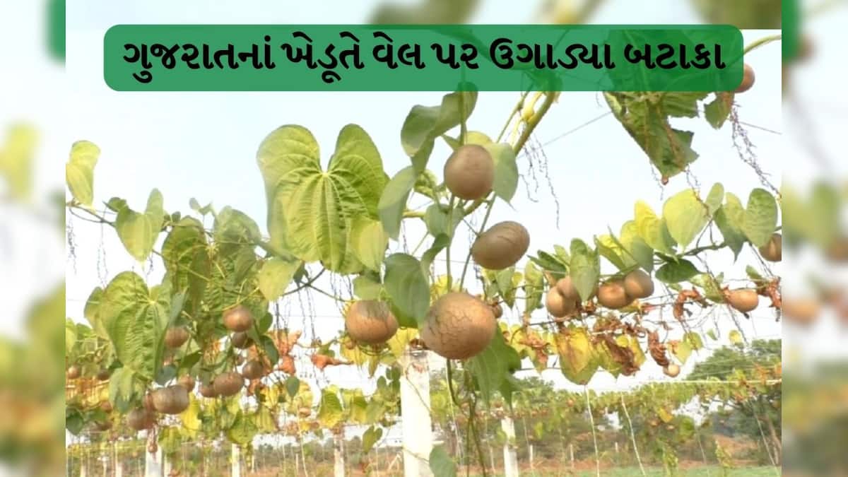 ગુજરાતનાં ખેડૂતની કમાલ! દ્વારકામાં જમીનમાં નહીં પણ વેલ પર ઉગે છે બટાકાં