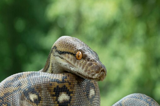 10 feet python fell from ceiling on family watching tv in malaysia ...