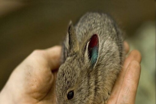 smallets rabbit in the world is 23 centimeter long rabbit in hand name ...