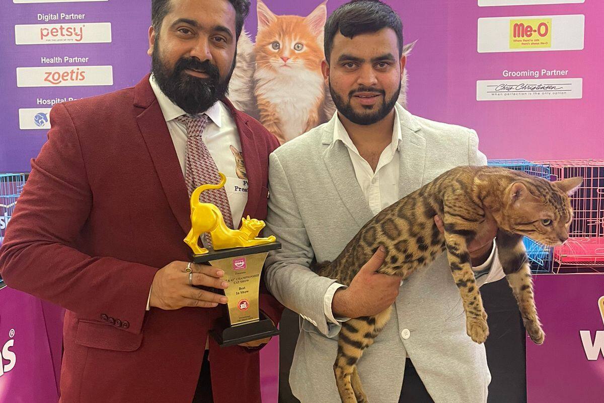 અમદાવાદમાં બિલાડીઓ બની રાજા - cats became king in ahmedabad a massive ...