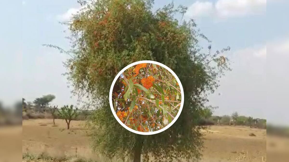 ઔષધીય સહિત અનેક ગુણોથી ભરપૂર આ વૃક્ષ લુપ્તતાના આરે, જાણો તેના ફાયદાઓ