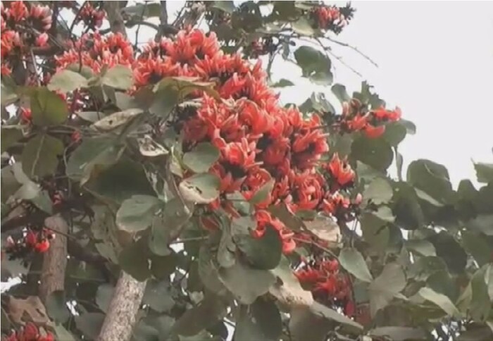 Kesudo: કેસુડાના ફૂલ સ્વાસ્થ્ય માટે ગુણકારી, તેમાં છૂપાયેલા છે અનેક ...