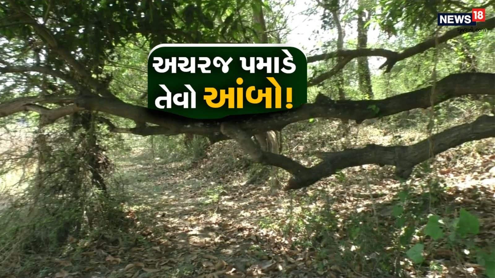 ગુજરાતમાં અહીં આવેલો છે ચાલતો આંબો - get speak have you ever seen a ...