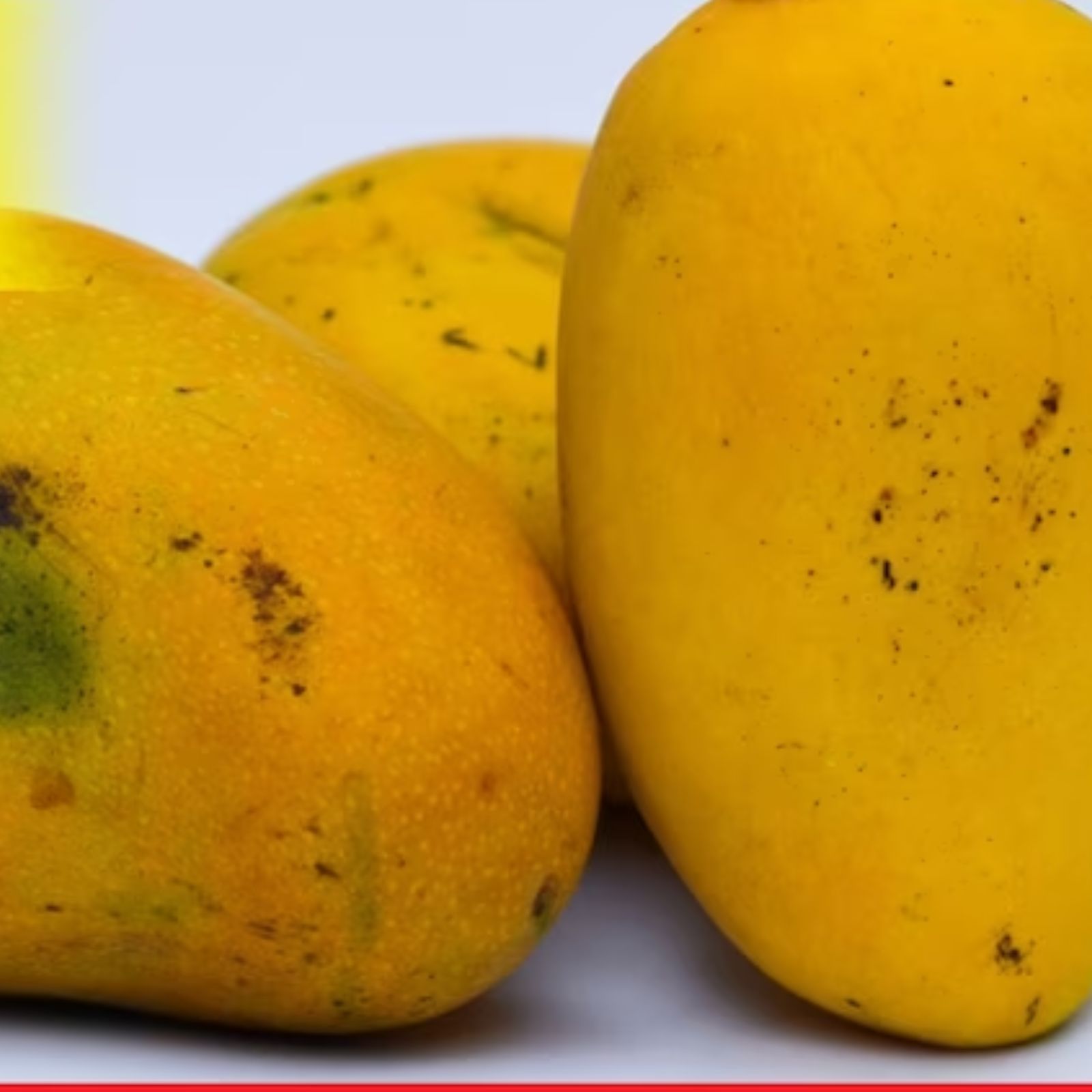 Know the indian 10 famous mango varieties - જાણો ભારતની 10 ફેમસ કેરી ...