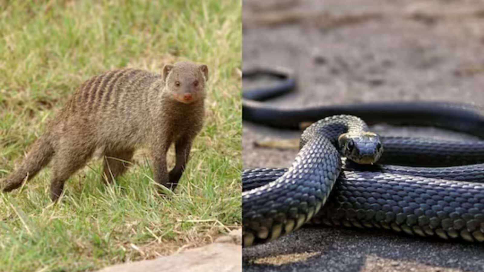 સાપ અને નોળિયા વચ્ચે કેમ થઈ જાય છે દુશ્મની, દર વખતે કોણ જીતે છે - why ...