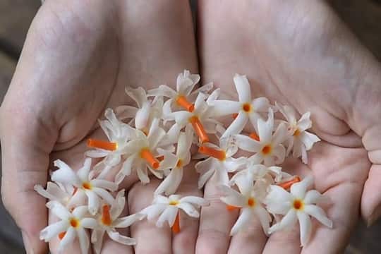 પારિજાતનું વૃક્ષ છે ખૂબ જ ચમત્કારિક, સ્વર્ગમાંથી પૃથ્વી પર કેવી રીતે ...