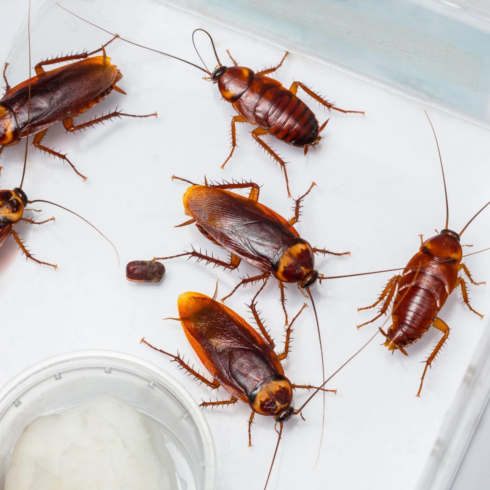 વંદાથી લઇને જીવ-જંતુઓ ઘરની બહાર ભાગી જશે..જાણો આ 4 TRICK AND TIPS વિશે ...