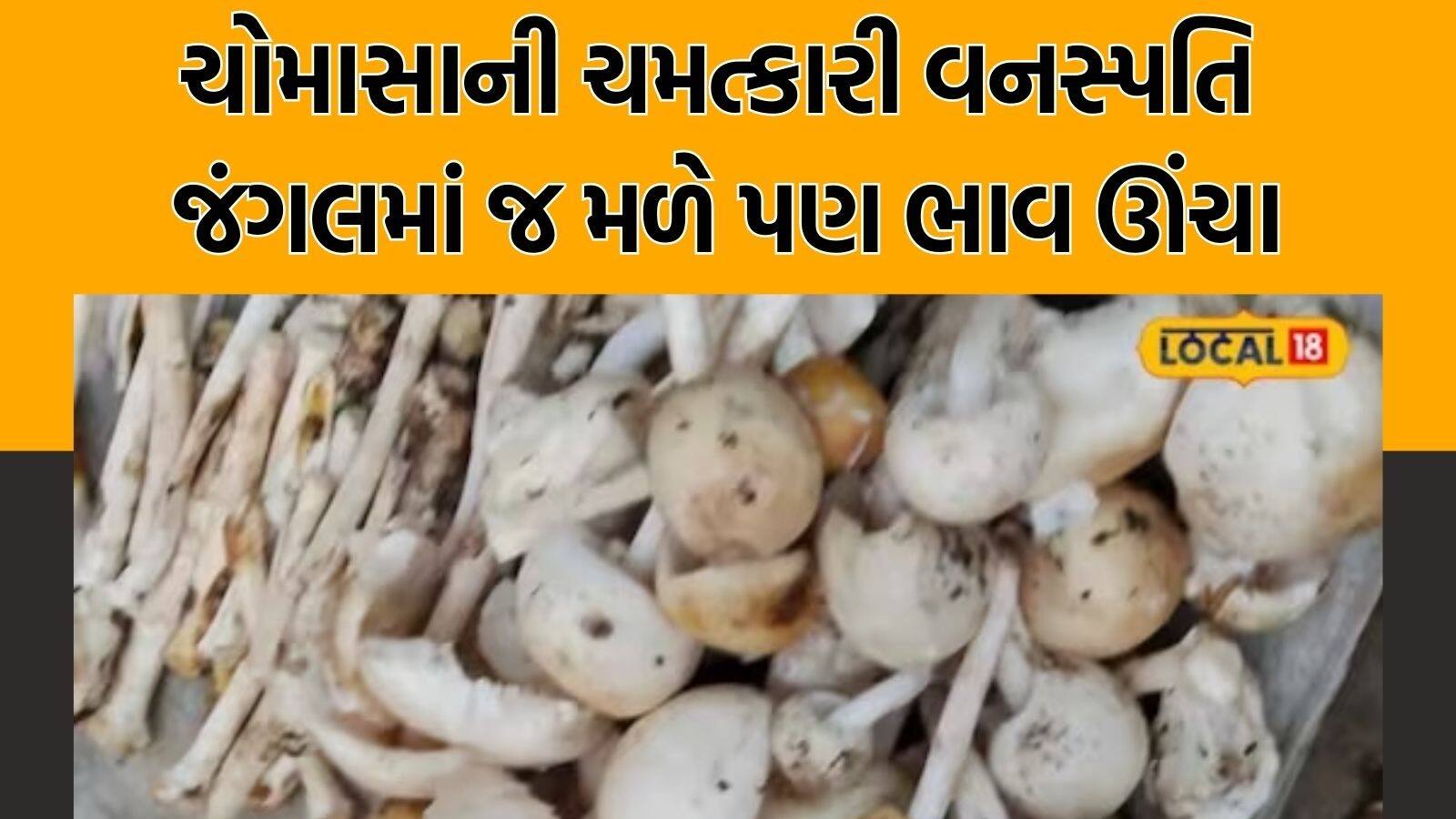 ડાયાબિટિસ અને હ્રદયની બીમારી જેવા ગંભીર રોગોમાં અકસીર છે જંગલની આ ...